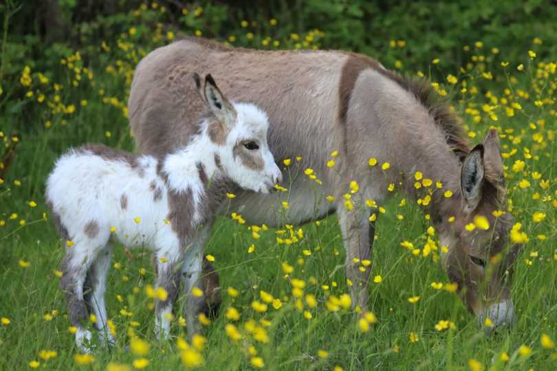Miller's Ark farm at The MERL | What's On Reading