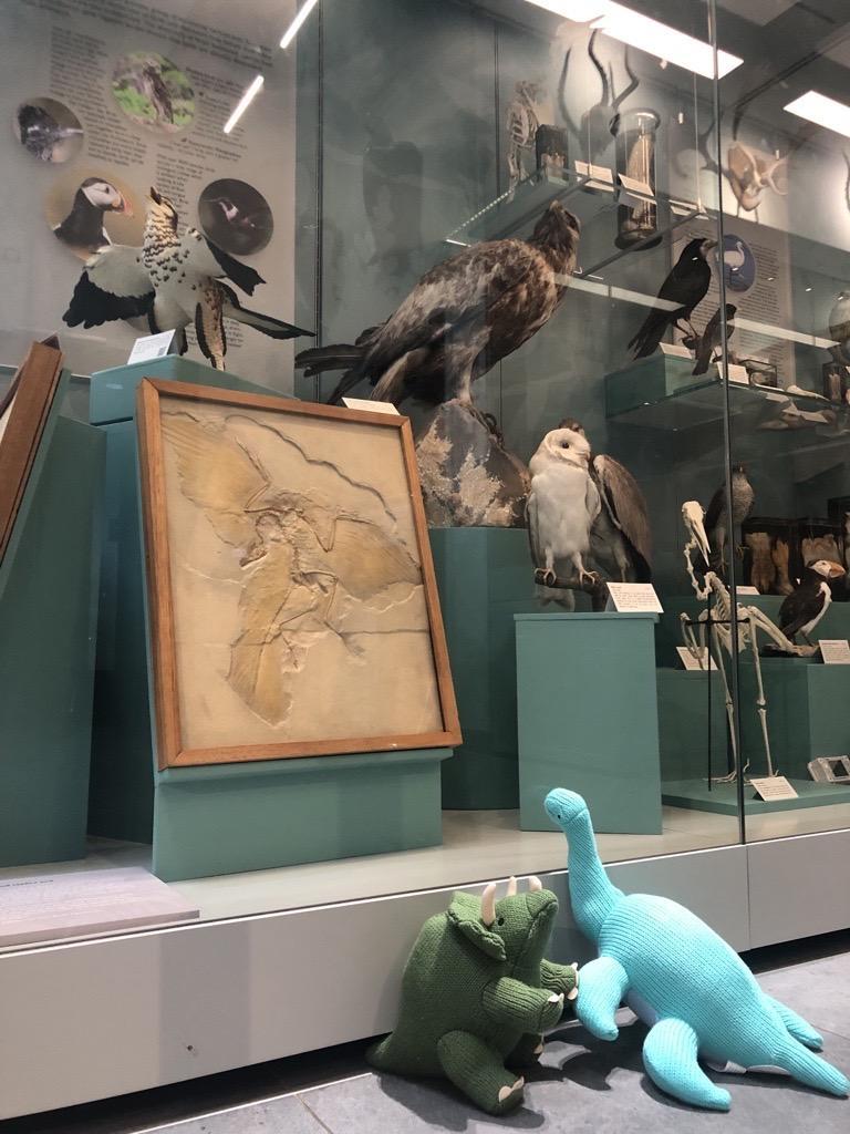 Dino Day at the Cole Museum of Zoology! | What's On Reading